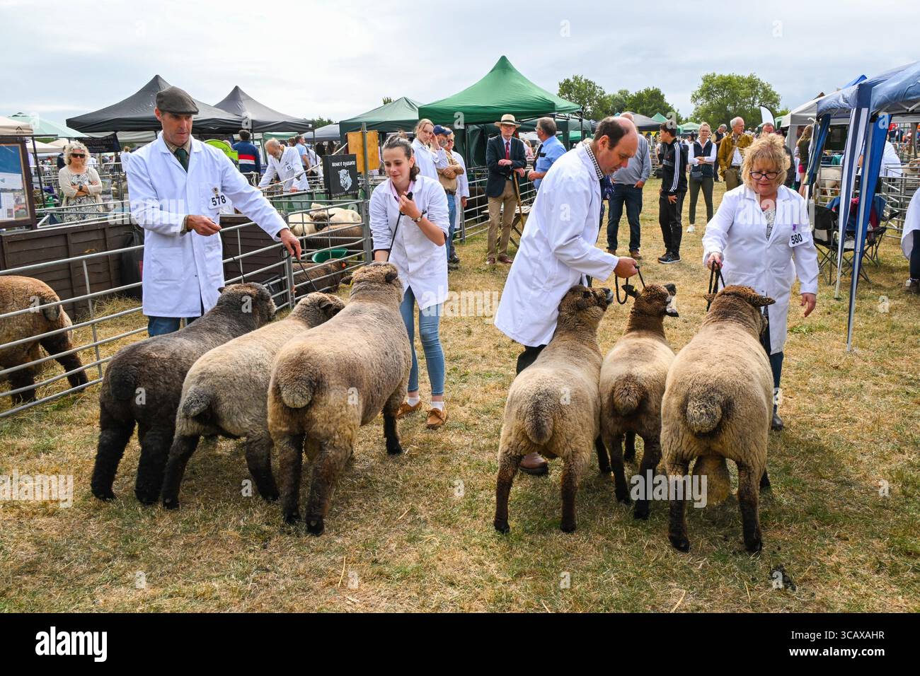 Honiton, Devon, UK. 7th August 2025. Farmers with their sheep during ...