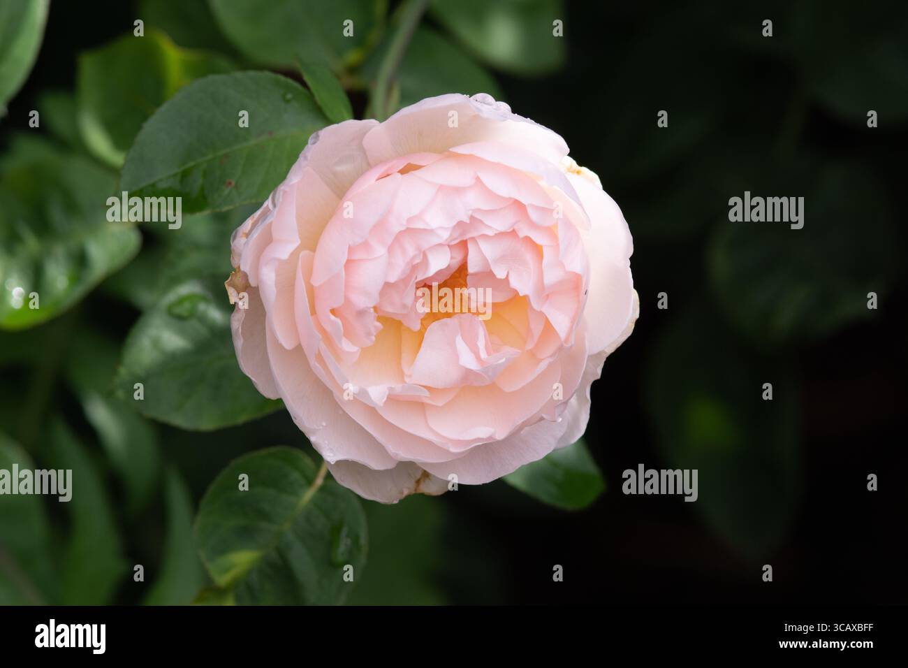 Rose Gentle Hermione Stock Photo - Alamy