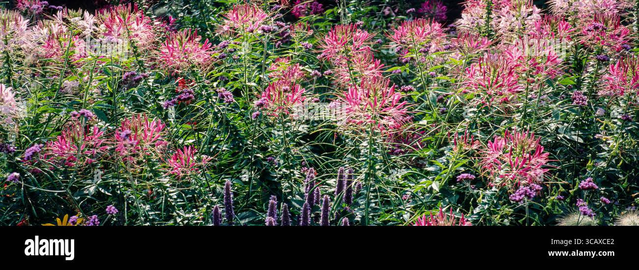 Spider Flower, in the botanical gardens in Munich, Germany Stock Photo ...
