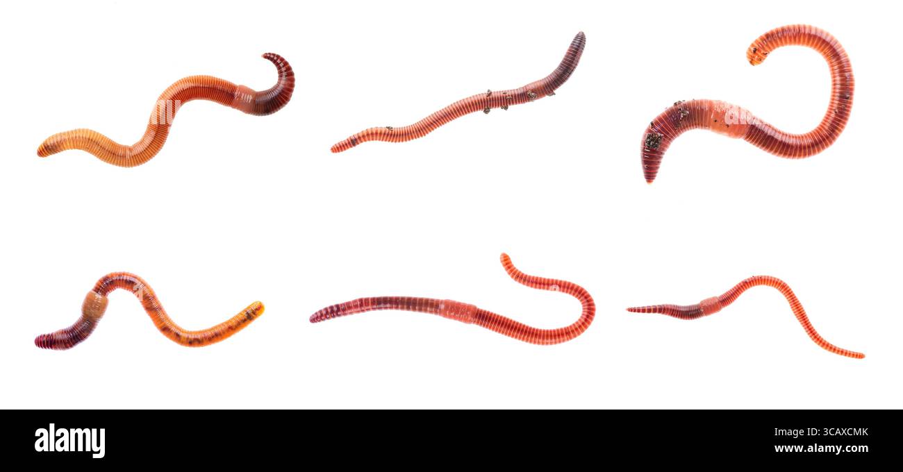Macro shots of red worm Dendrobena, earthworm live bait for fishing ...