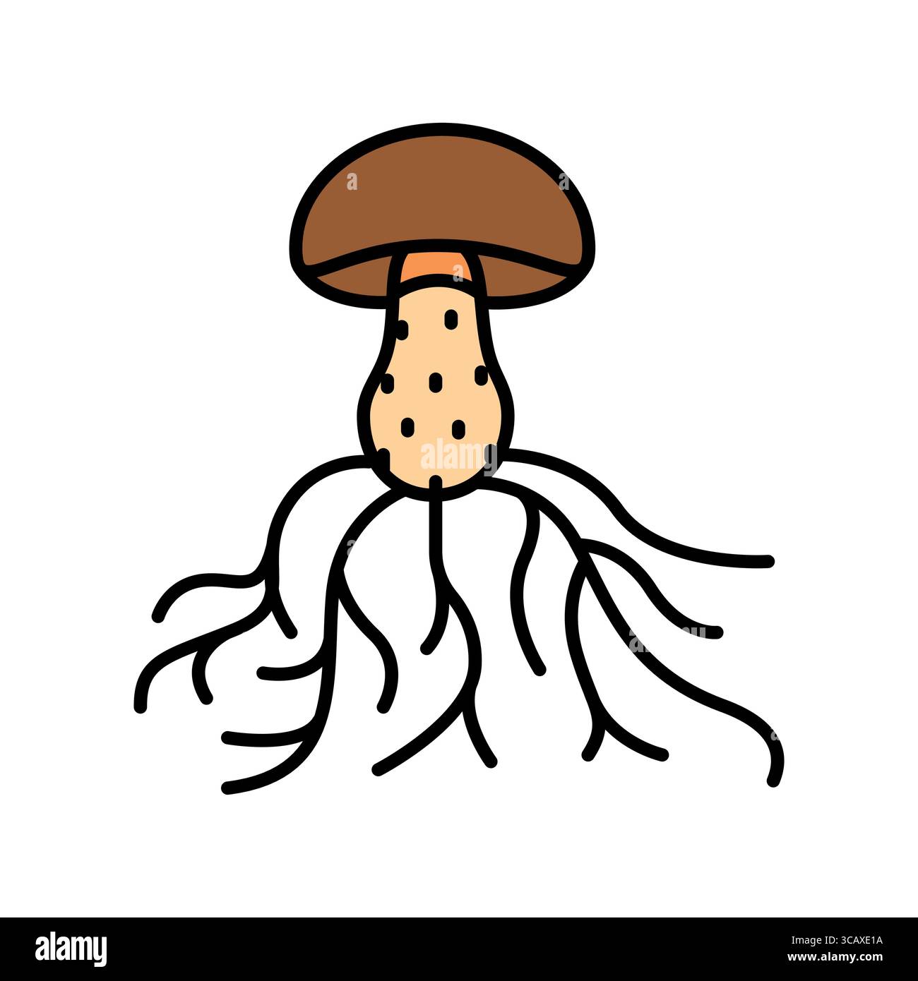 Mycelium network hi-res stock photography and images - Alamy