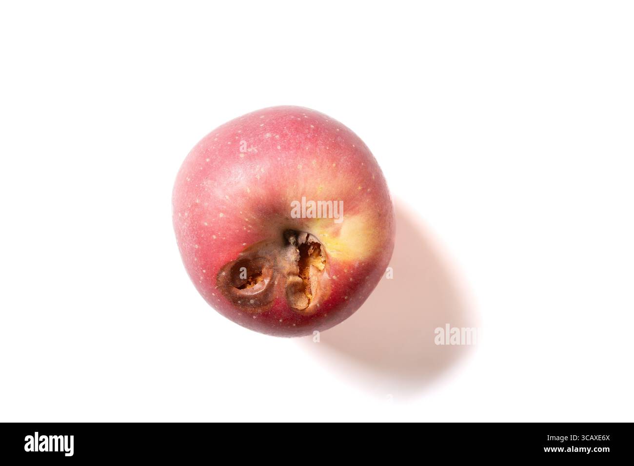 Fungus on insect Cut Out Stock Images & Pictures - Alamy