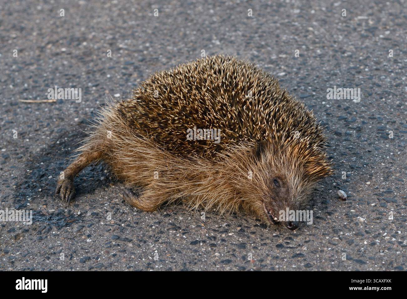 Dead Hedgehog / Igel ( Erinaceus europaeus ), squashed on the road ...
