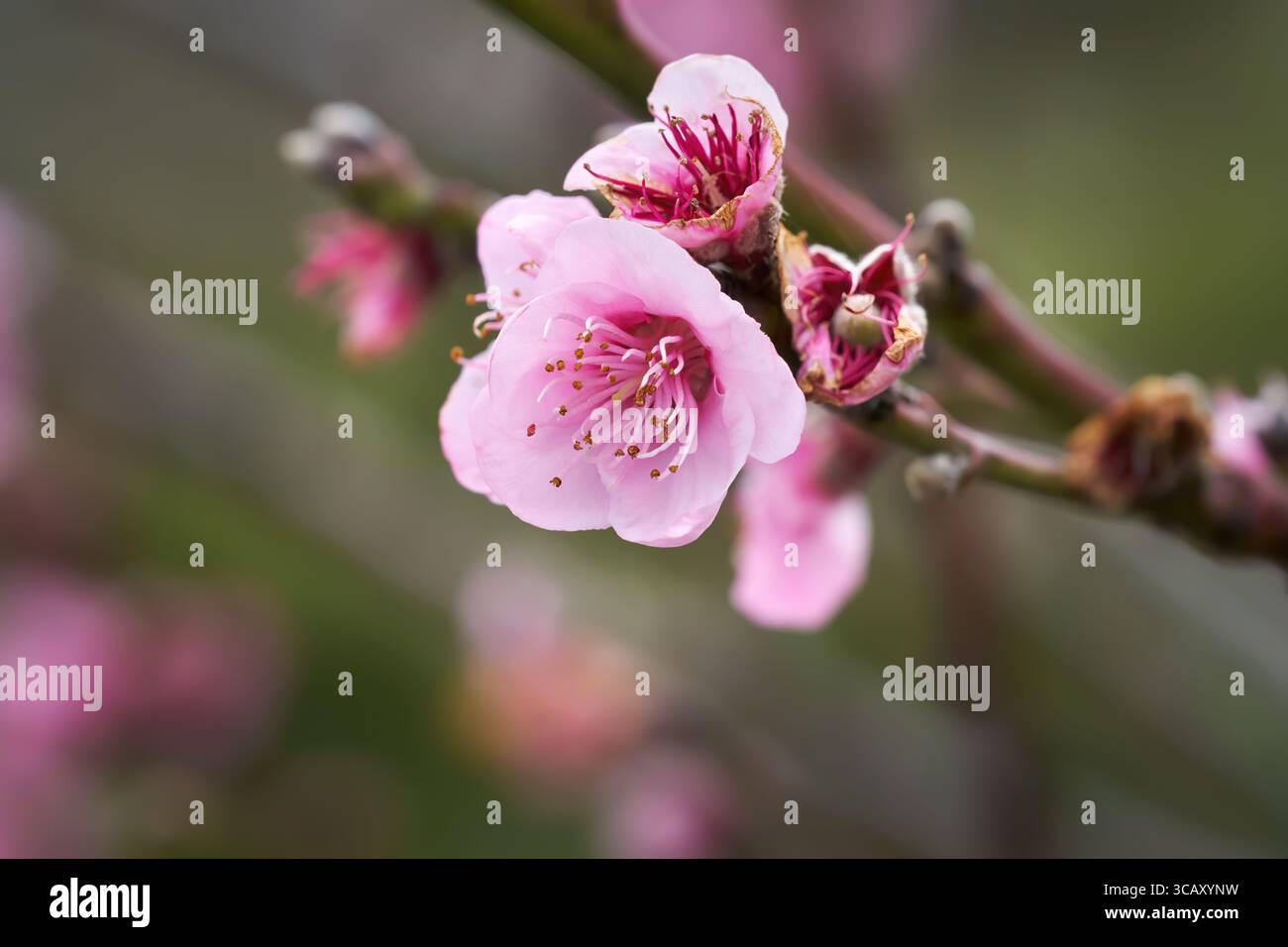 Peach blossom flowering tree hi-res stock photography and images - Alamy