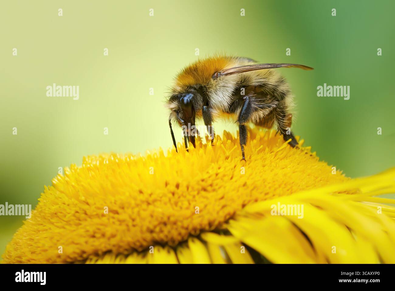 Common Carder Bee (Bombus pascuorum) female worker with proboscis in ...
