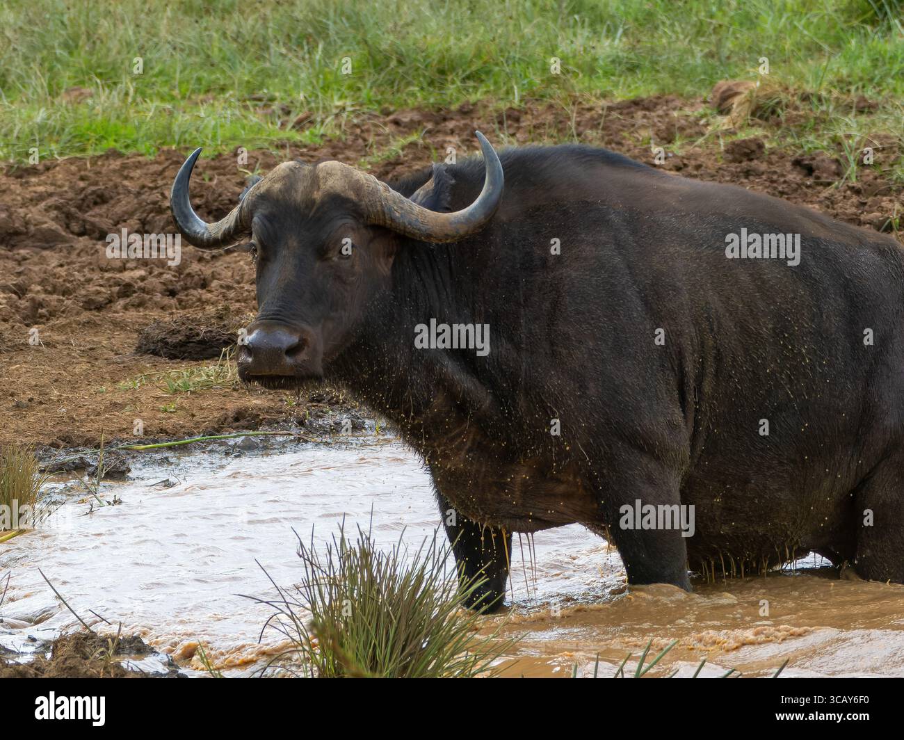 African buffalo bull crossing hi-res stock photography and images - Alamy