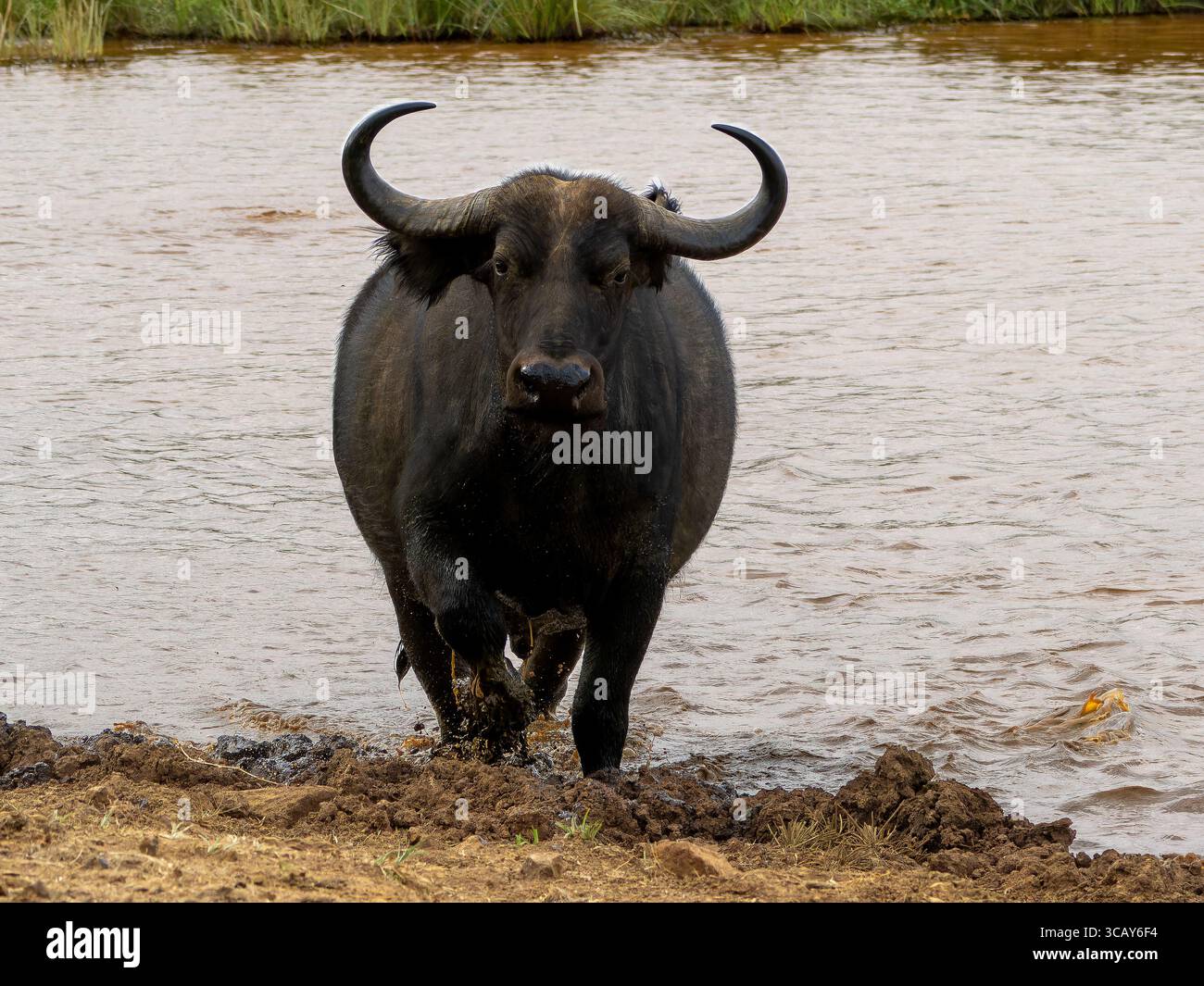 African buffalo bull crossing hi-res stock photography and images - Alamy