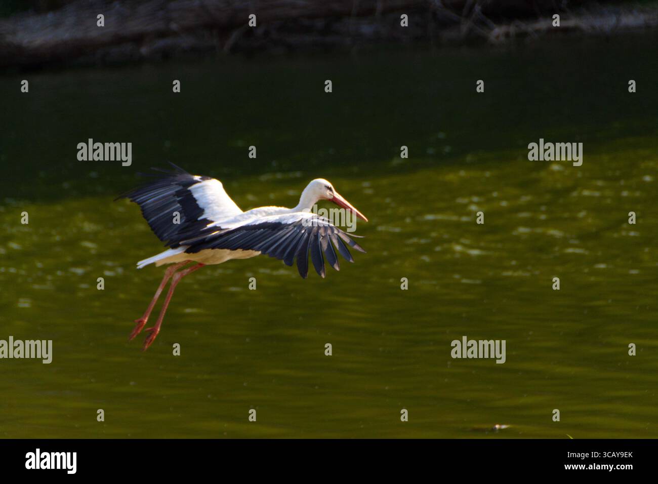 Stork flying over calm river hi-res stock photography and images - Alamy