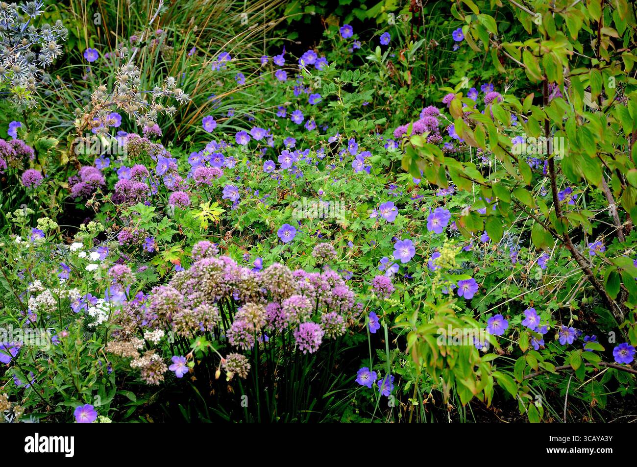 Copenhagen/ Denmark/07 august 2025/wild flowers in wild in copenhagen ...