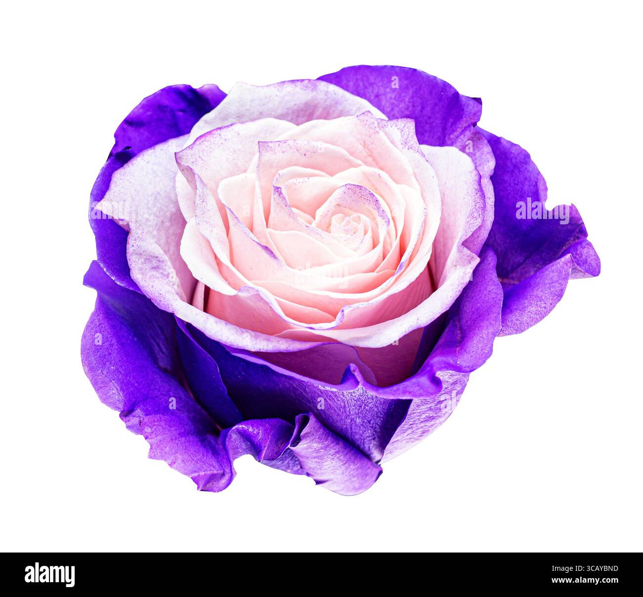 Bud bright purple rose Cut Out Stock Images & Pictures - Alamy