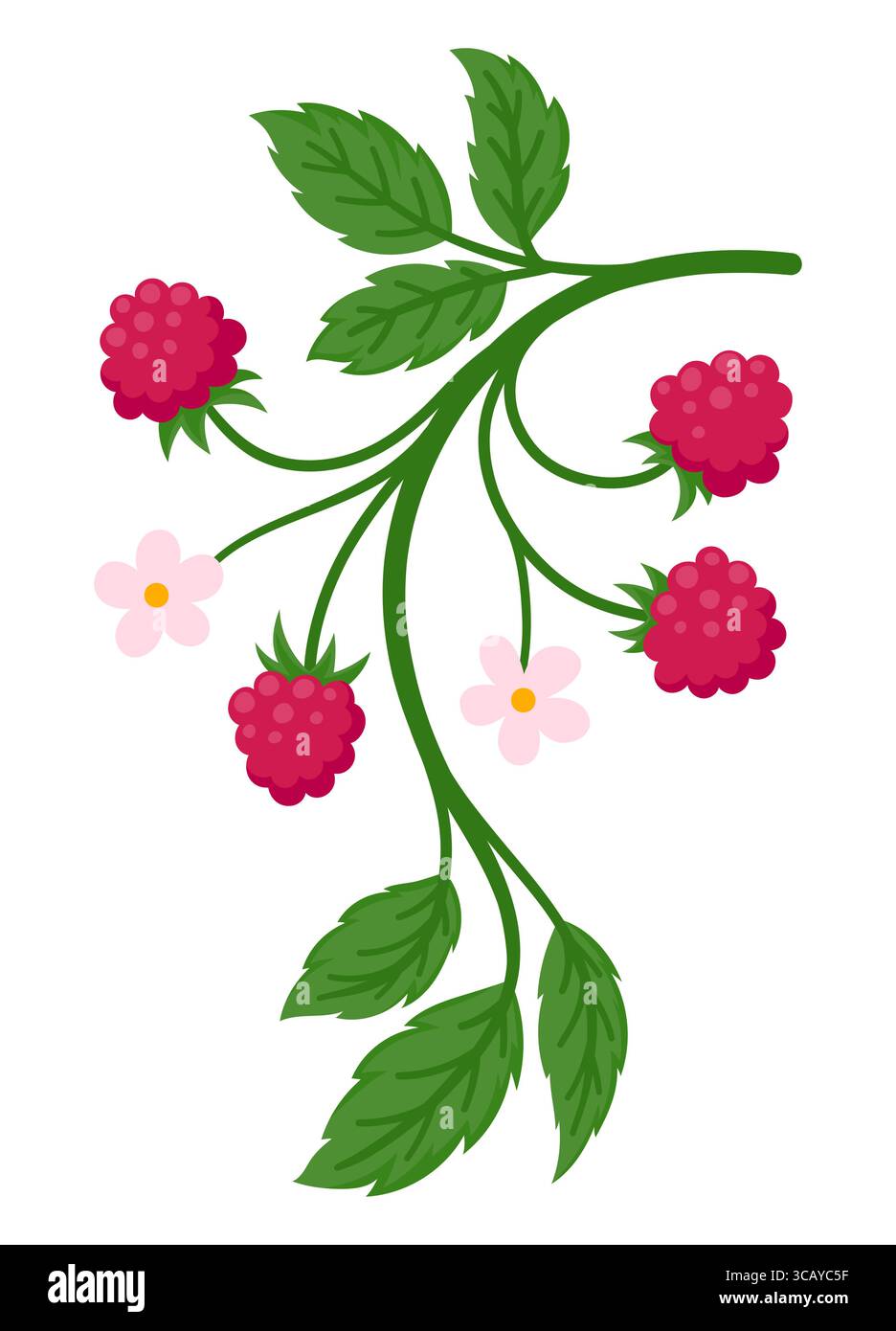 Raspberry branch bearing ripe red fruit, green leaves, and delicate ...