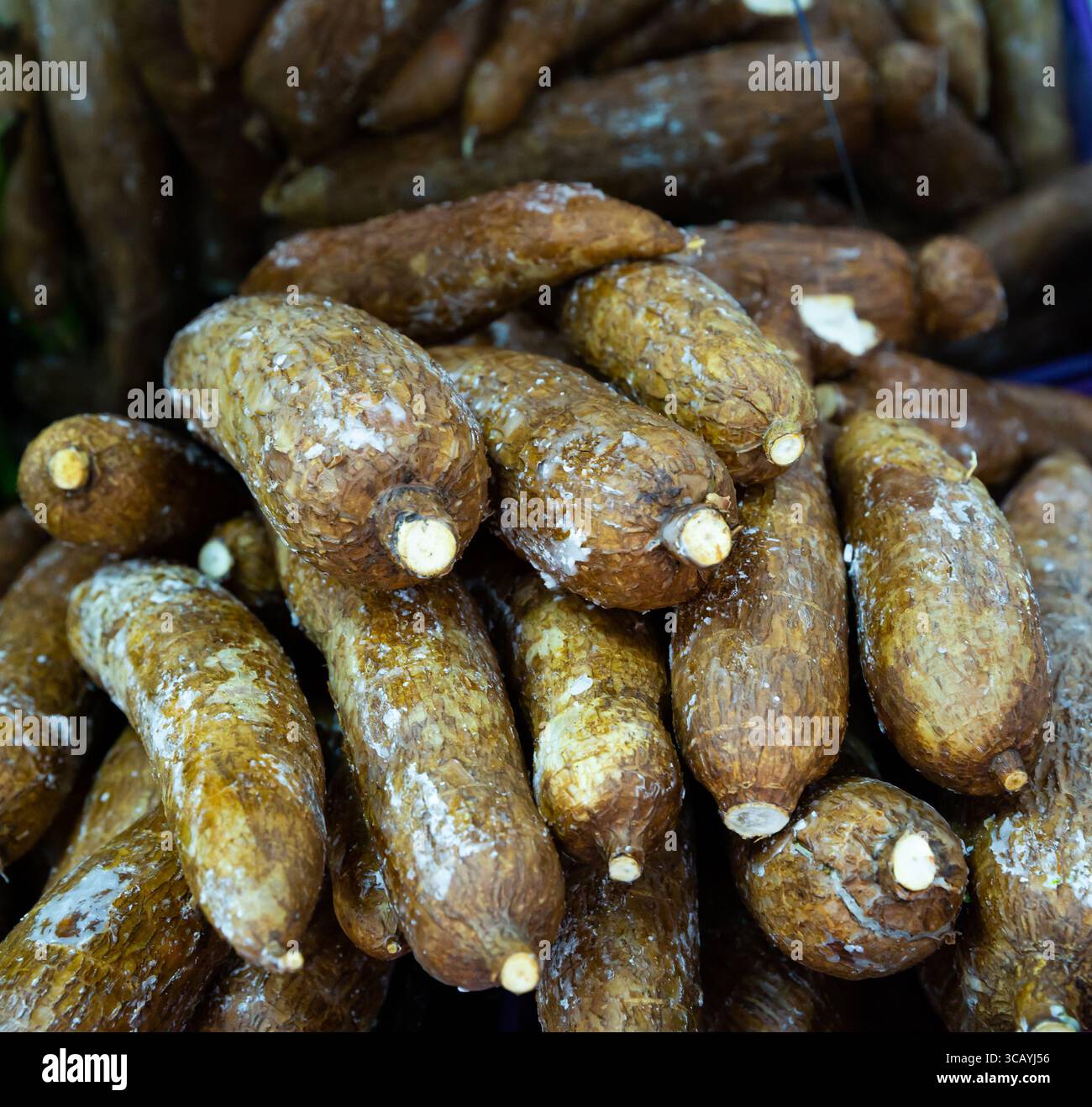 Cassava tuber close up hi-res stock photography and images - Alamy