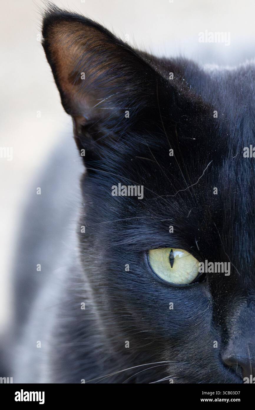 A domestic shorthair cat (Felis catus) is an obligate carnivore ...