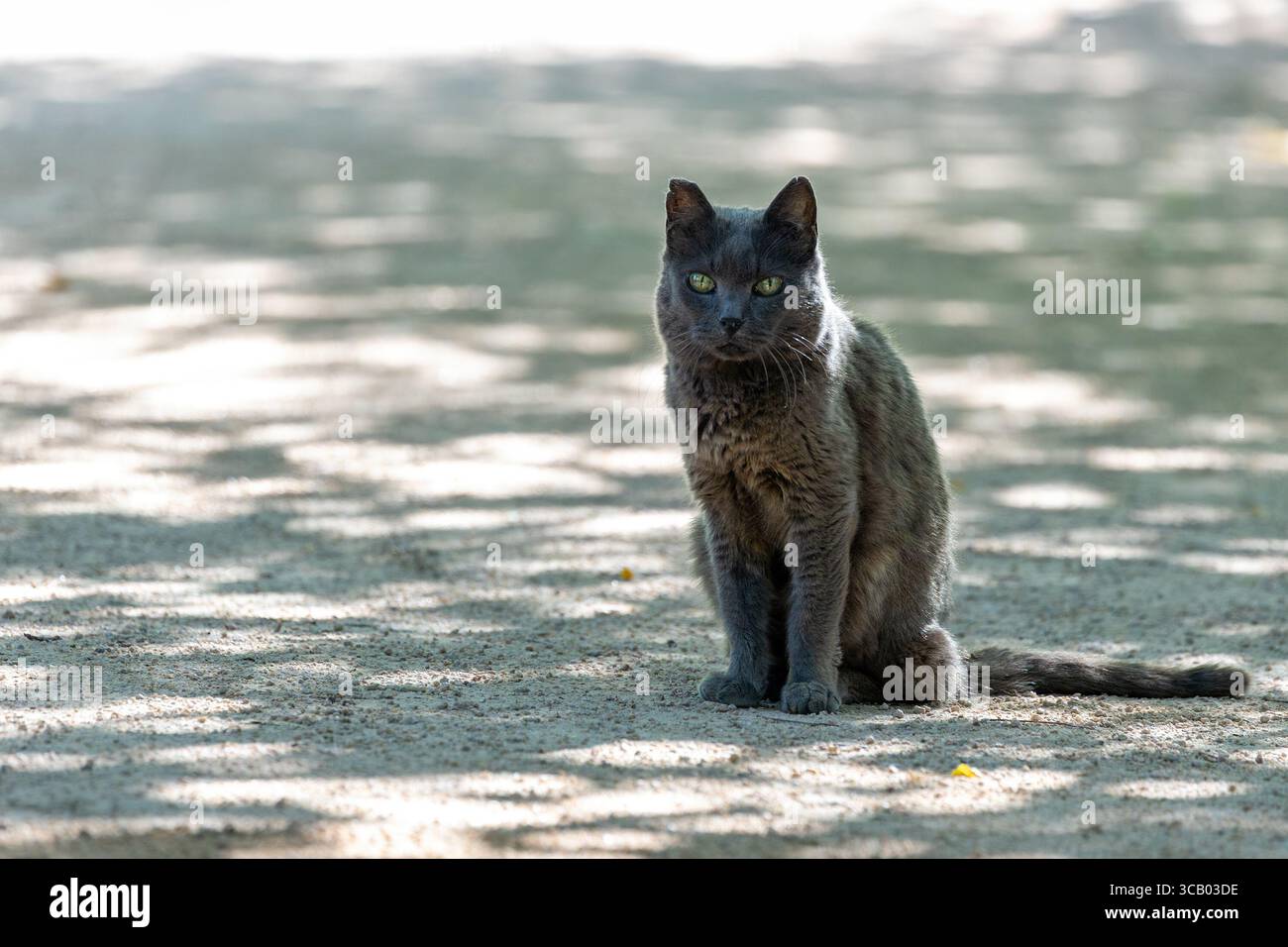 A domestic shorthair cat (Felis catus) is an obligate carnivore ...