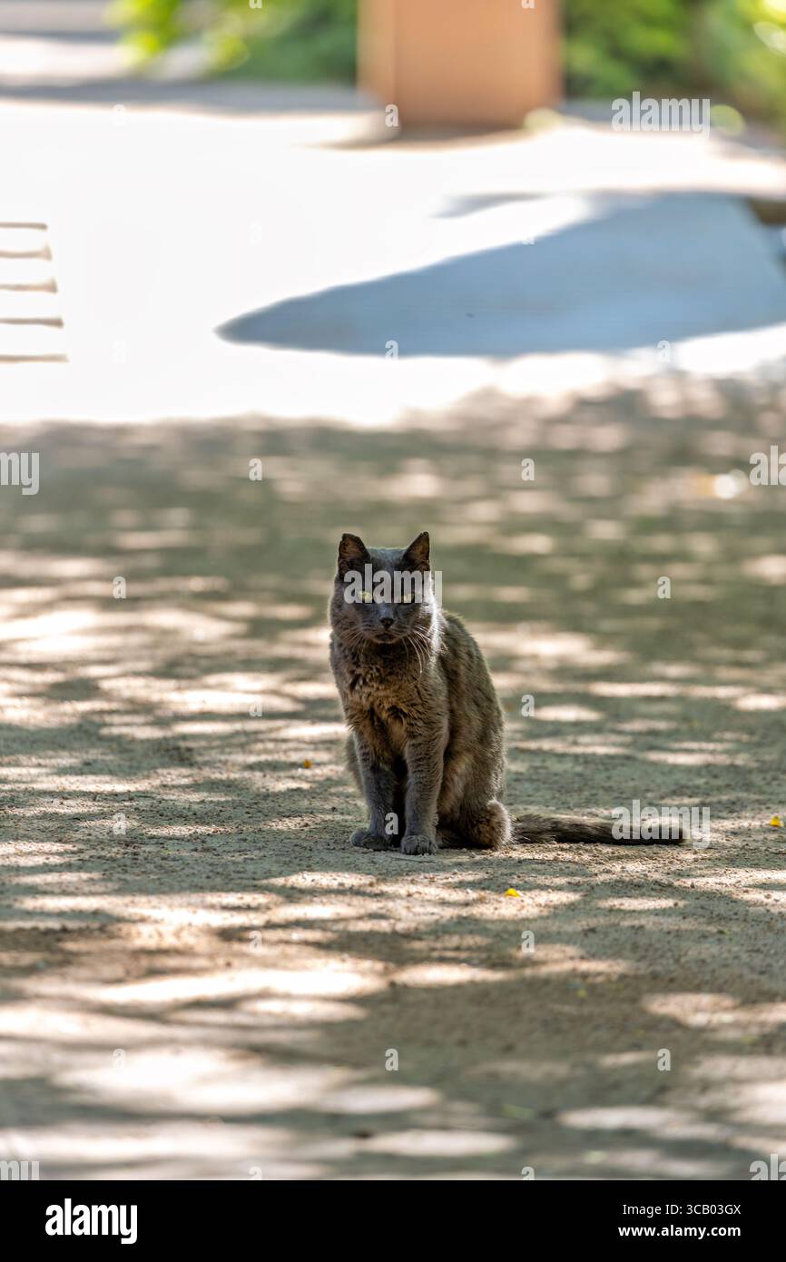 A domestic shorthair cat (Felis catus) is an obligate carnivore ...