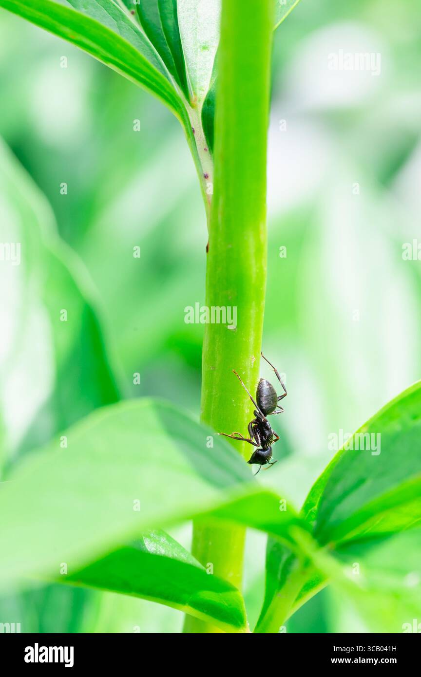Ant climbing down stem hi-res stock photography and images - Alamy