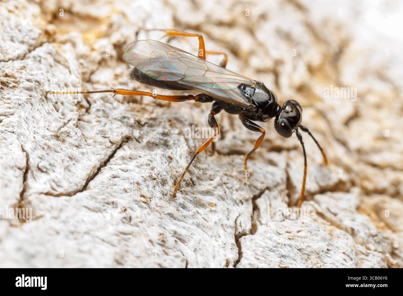 Spider Wasp (Pompilidae Stock Photo - Alamy