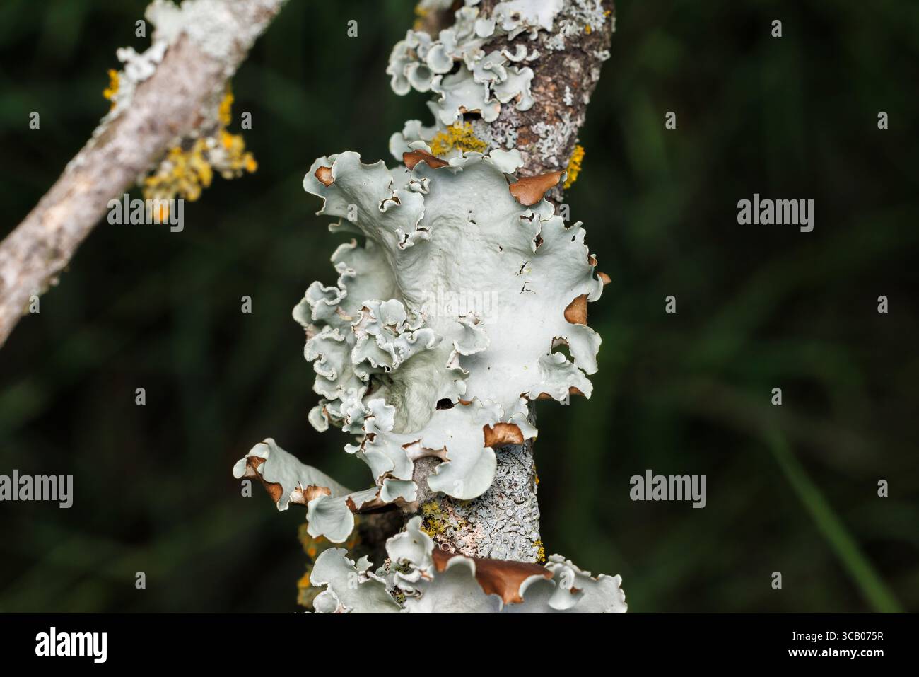 Pretty Ruffle (Parmotrema austrosinense) lichen Stock Photo - Alamy