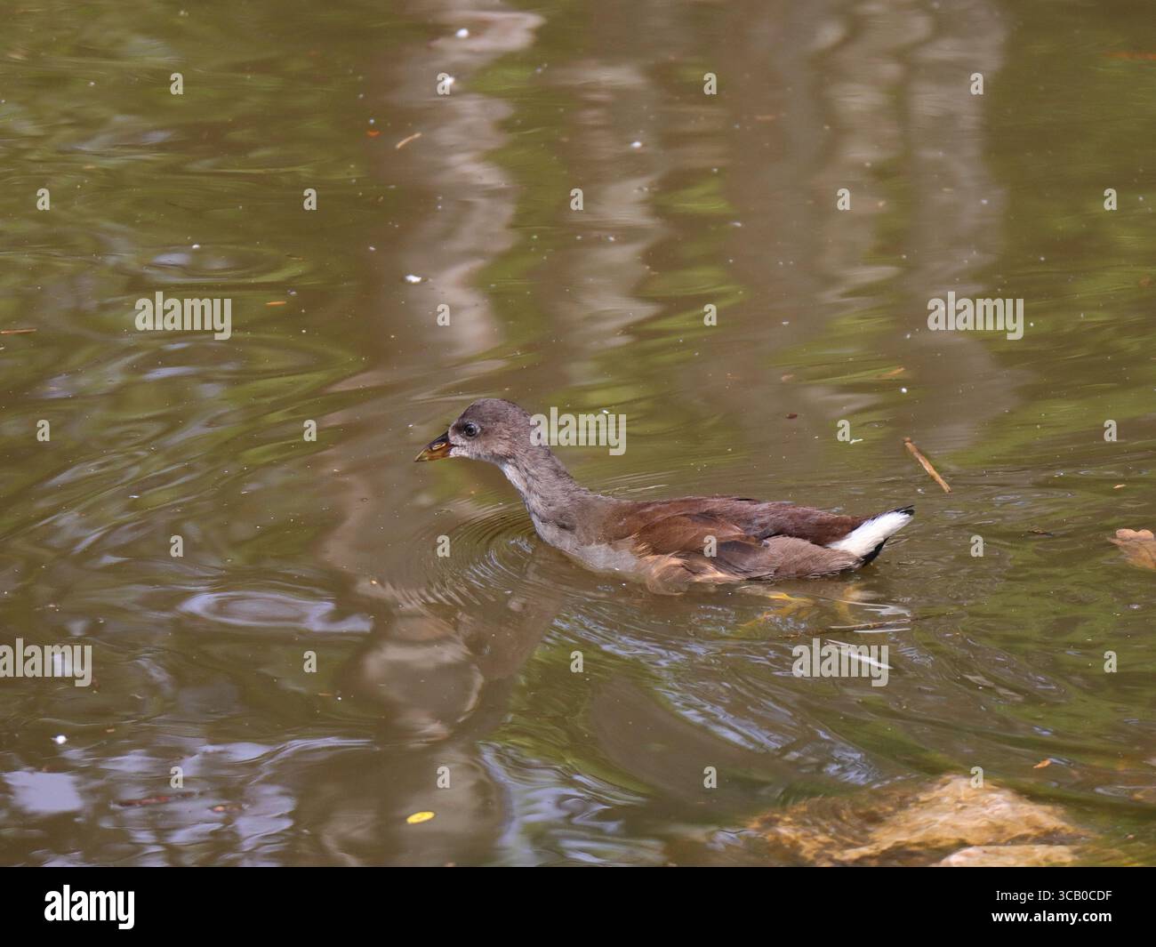 Grey and light brown plumage hi-res stock photography and images - Alamy