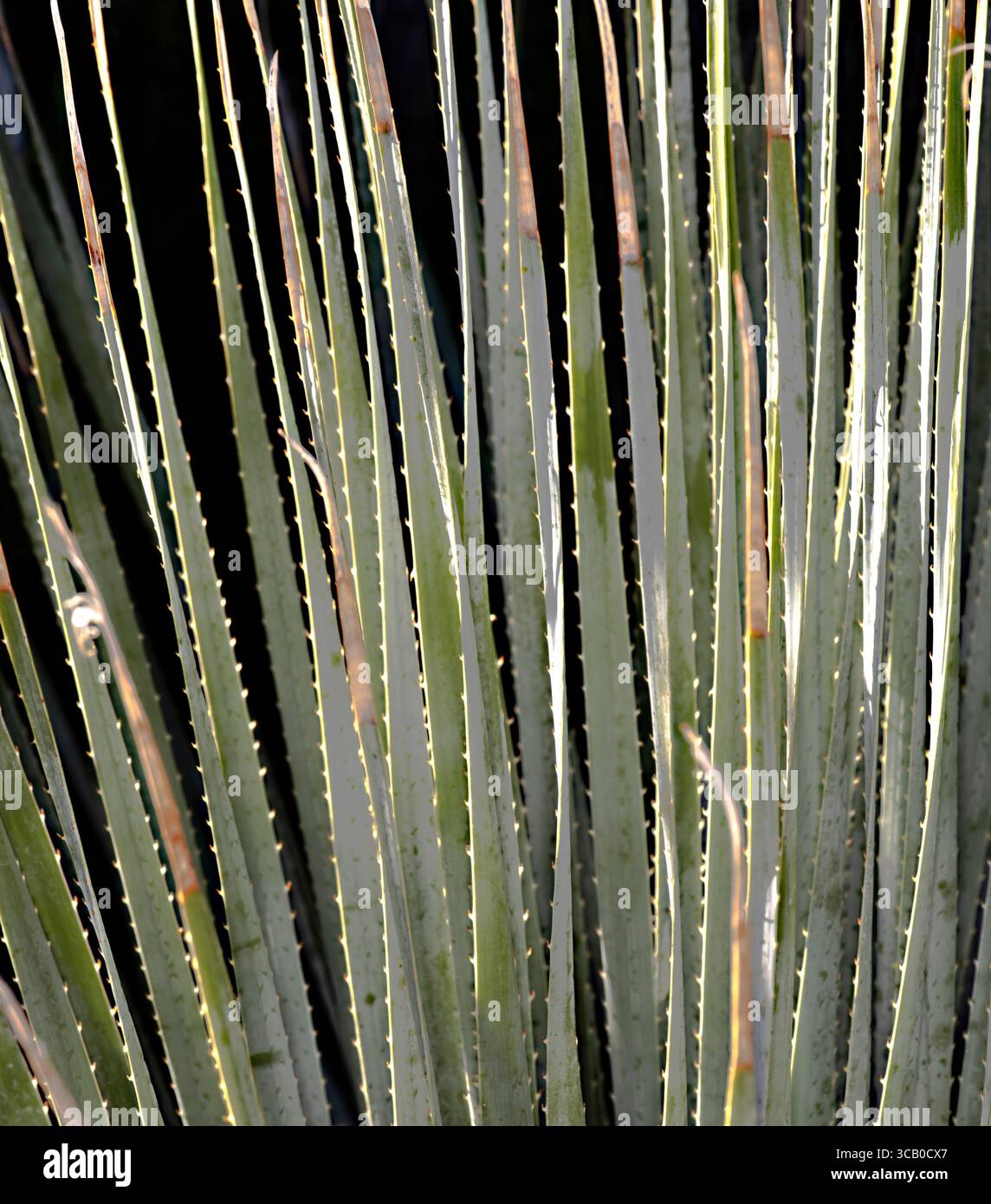 Multiple whorls hi-res stock photography and images - Alamy