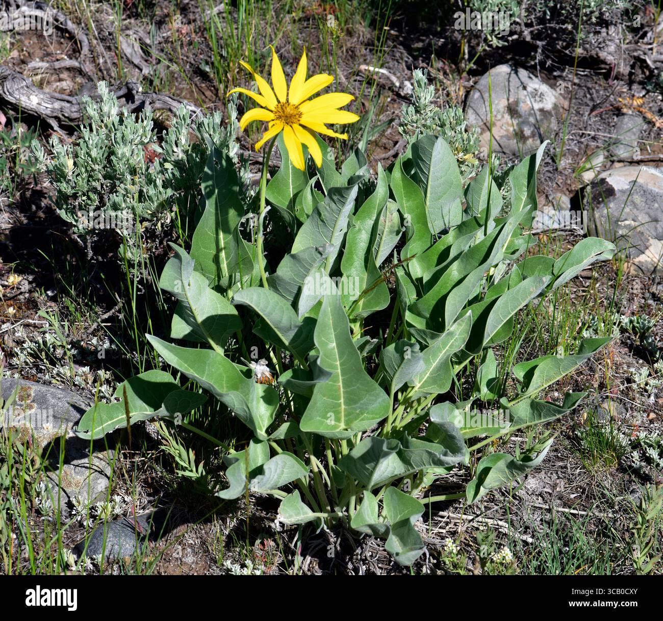 Large yellow blossom multi-petaled (11-12) flower related to sunflowers ...