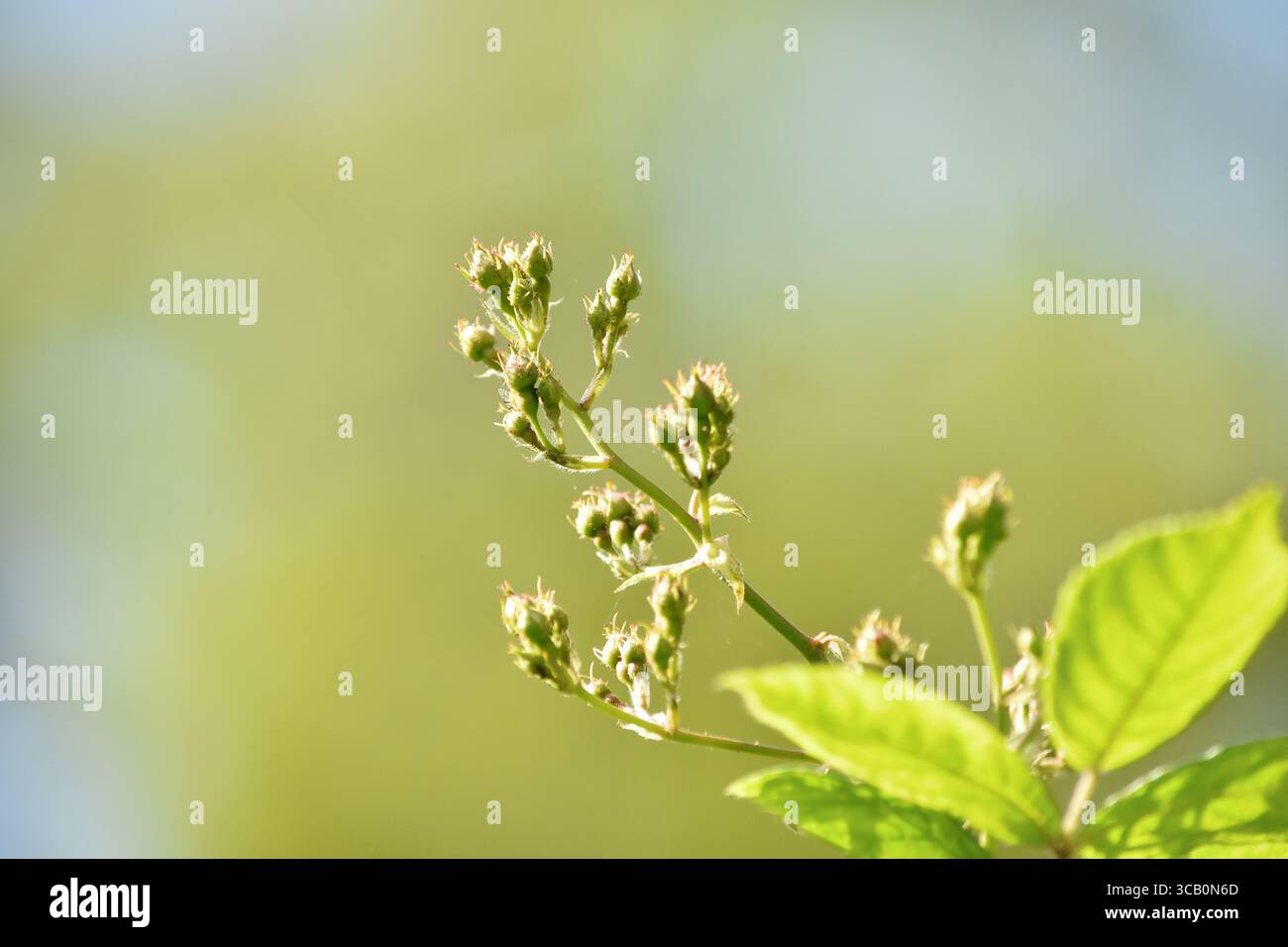 Clustered buds, Close-Up of Wild Plant Buds in Springtime Stock Photo ...