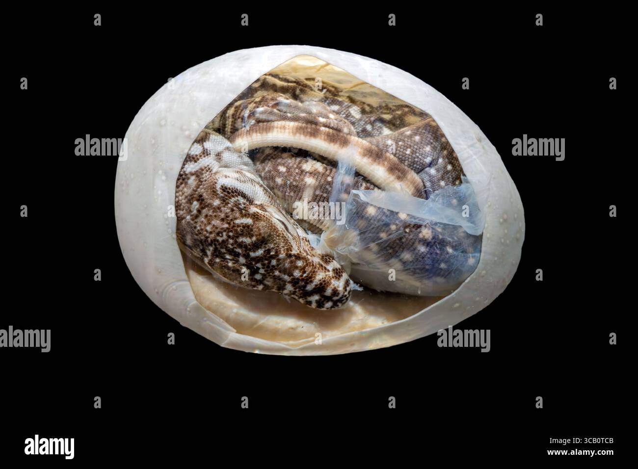 Komodo Dragon Egg, cross-section, The Komodo dragon (Varanus ...