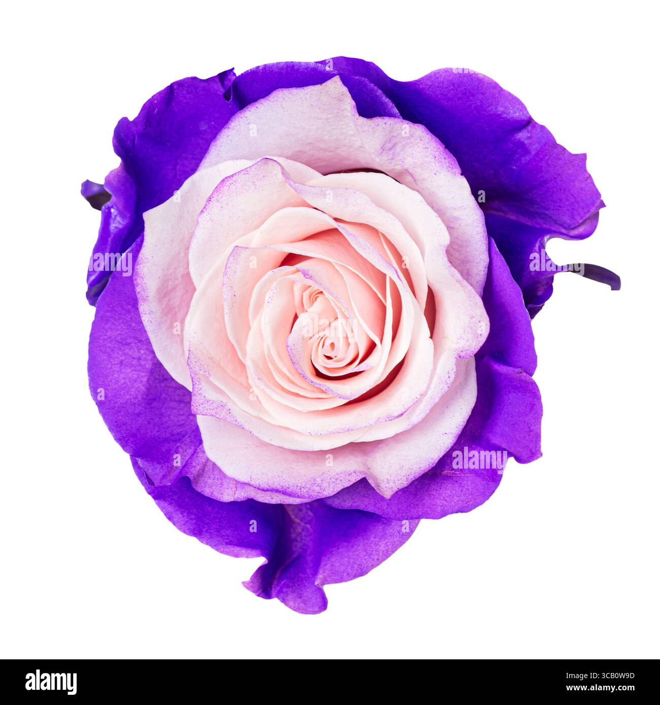 Bud bright purple rose Cut Out Stock Images & Pictures - Alamy