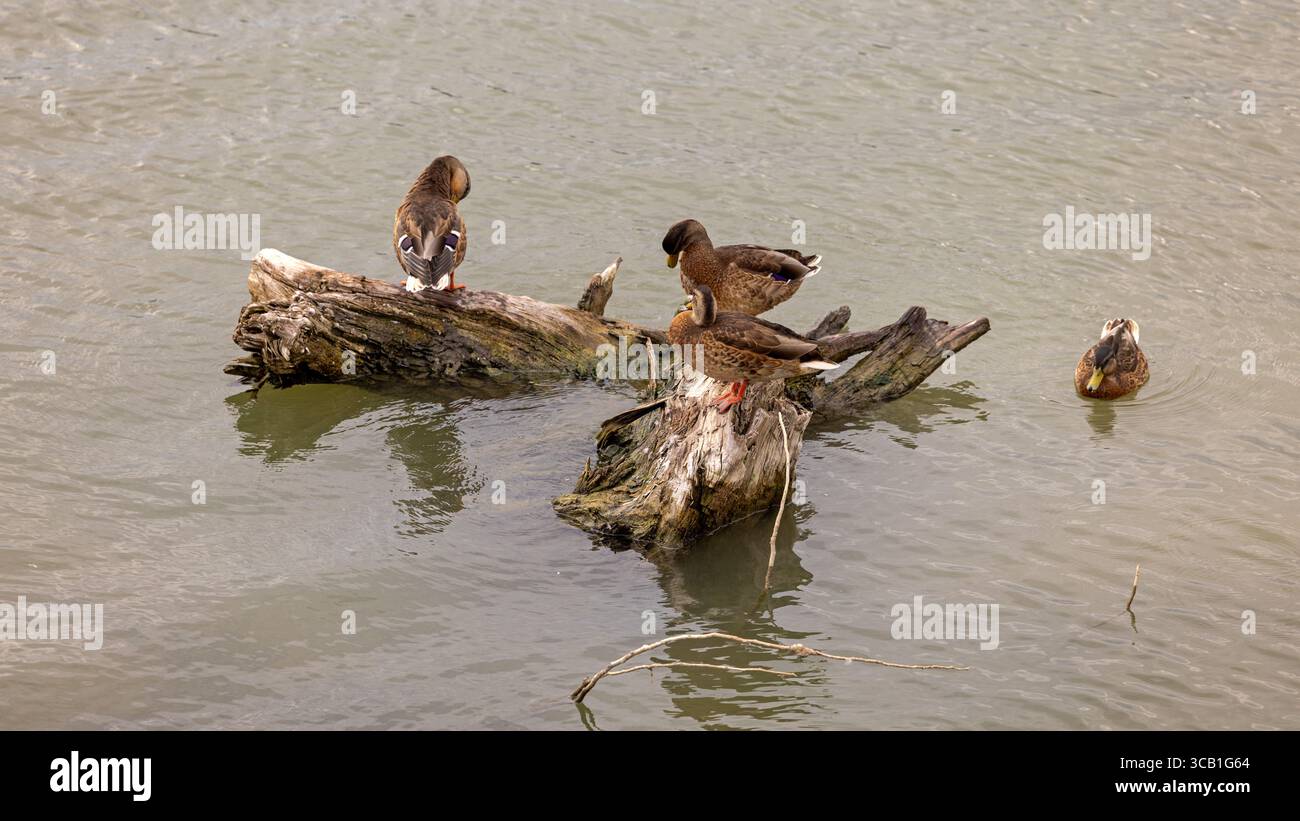 Wild Ducks Mallard at Floating Tree Stump in River Sava Summer Stock ...