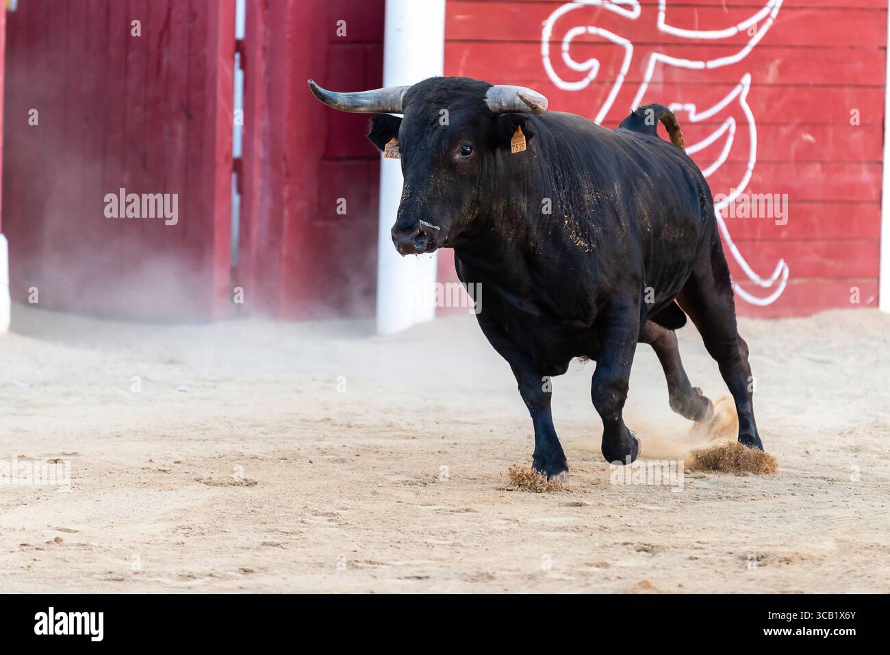 Bull charging across sandy arena with red backdrop during traditional ...