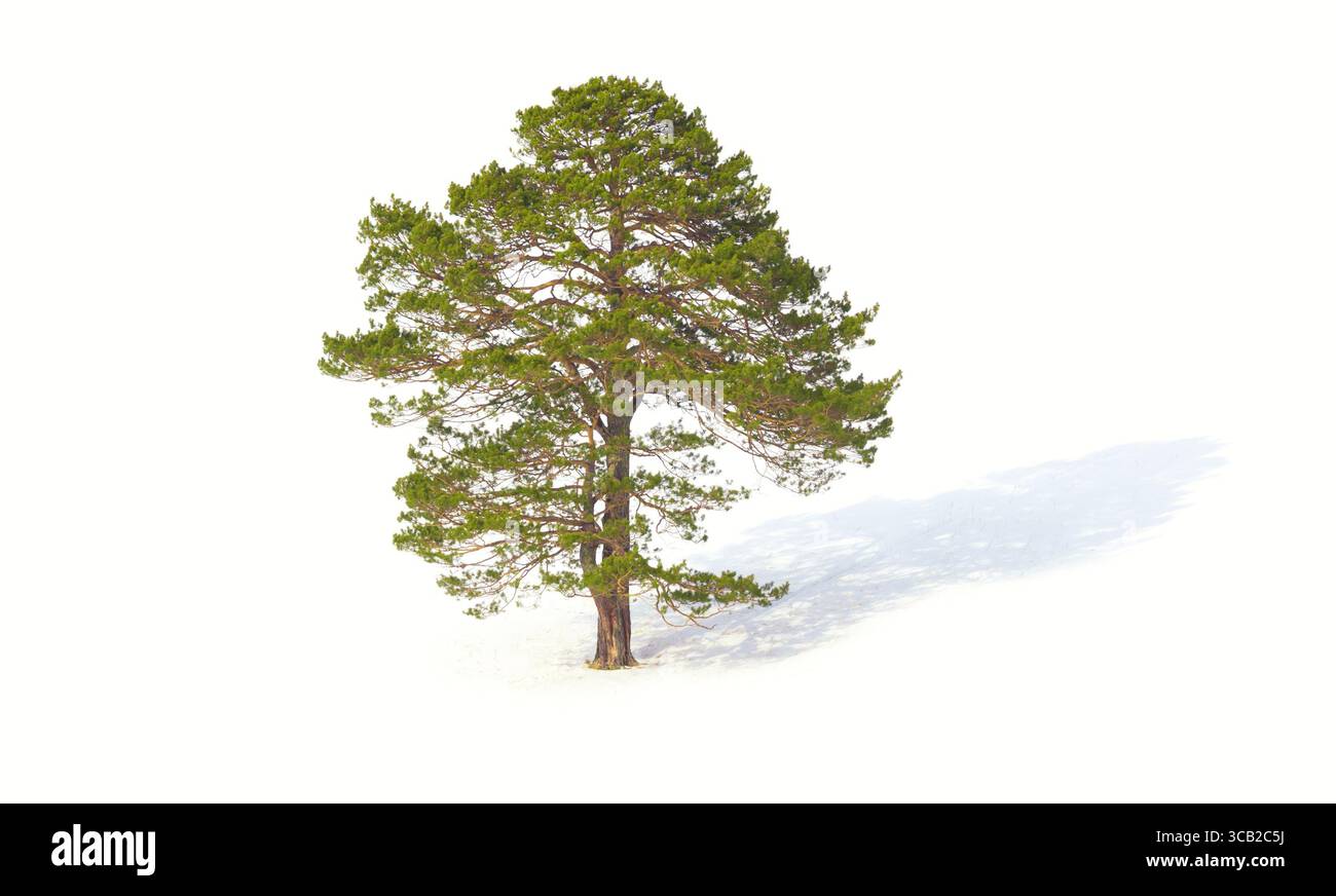 Green pine tree isolated on white background with shadow Stock Photo ...