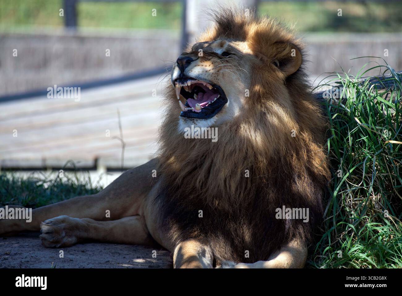 African male lion 2020 hi-res stock photography and images - Alamy