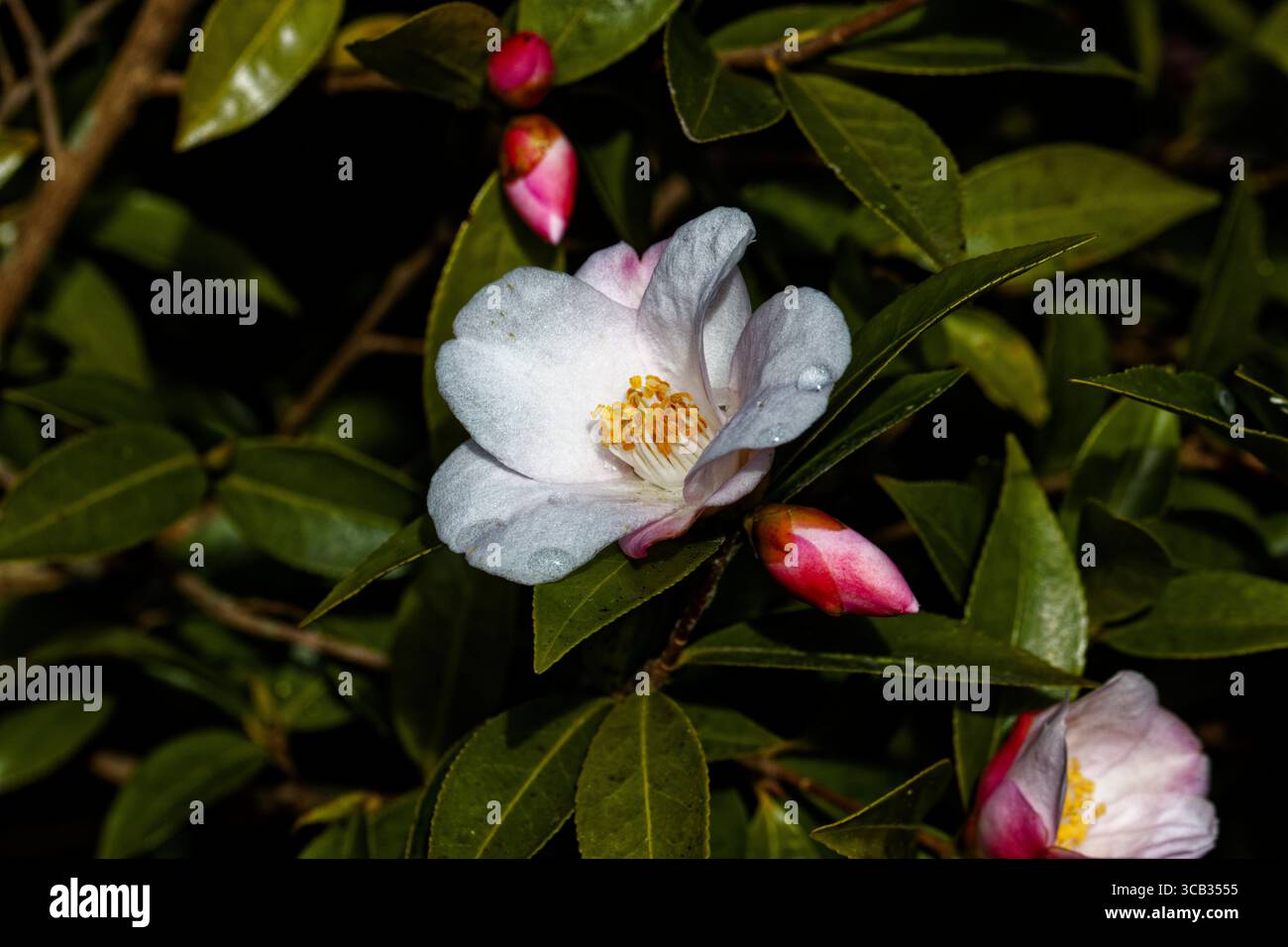 Camellia ‘Transtasman’ produces masses of single, white to pale-pink flowers that bloom in ...