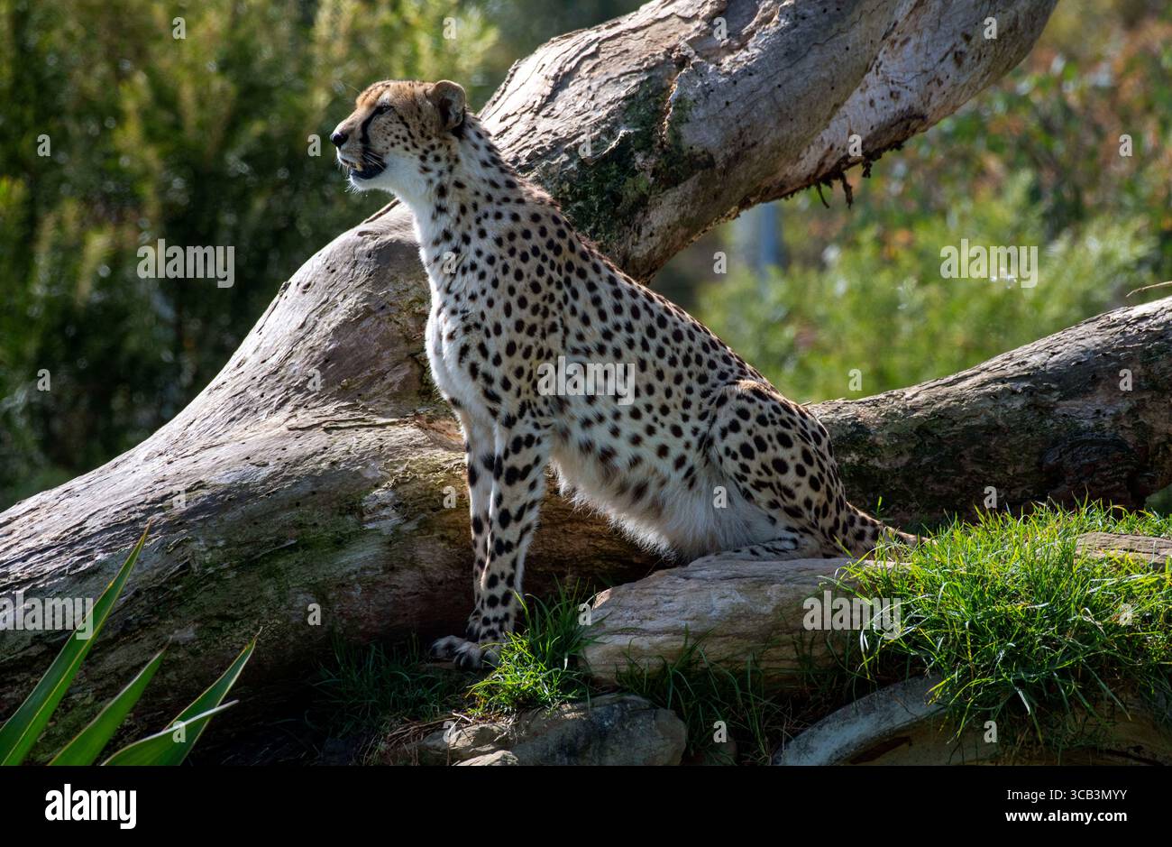 September 18, 2022, Sydney, New South Wales, Australia: Cheetah ...