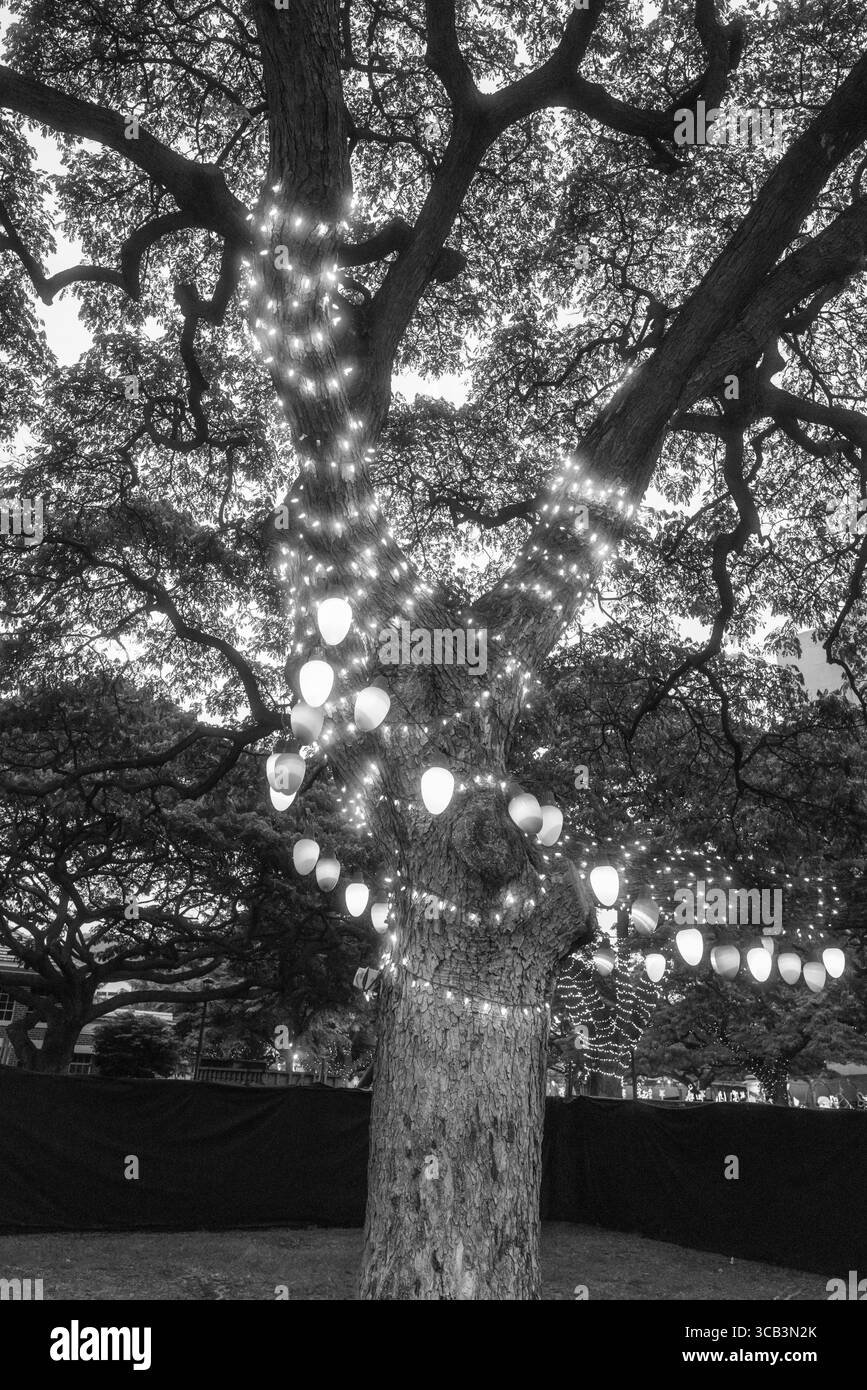 Monkey pod tree Black and White Stock Photos & Images - Alamy