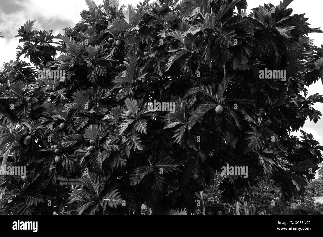 A black and white photograph of Breadfruit tree on the grounds of the ...