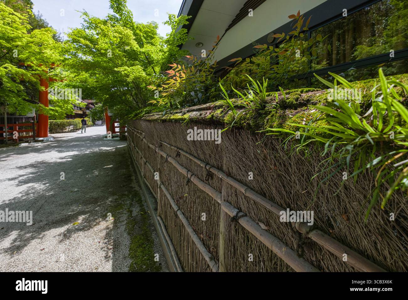A tranquil walkway lined with vibrant green foliage and a classic ...