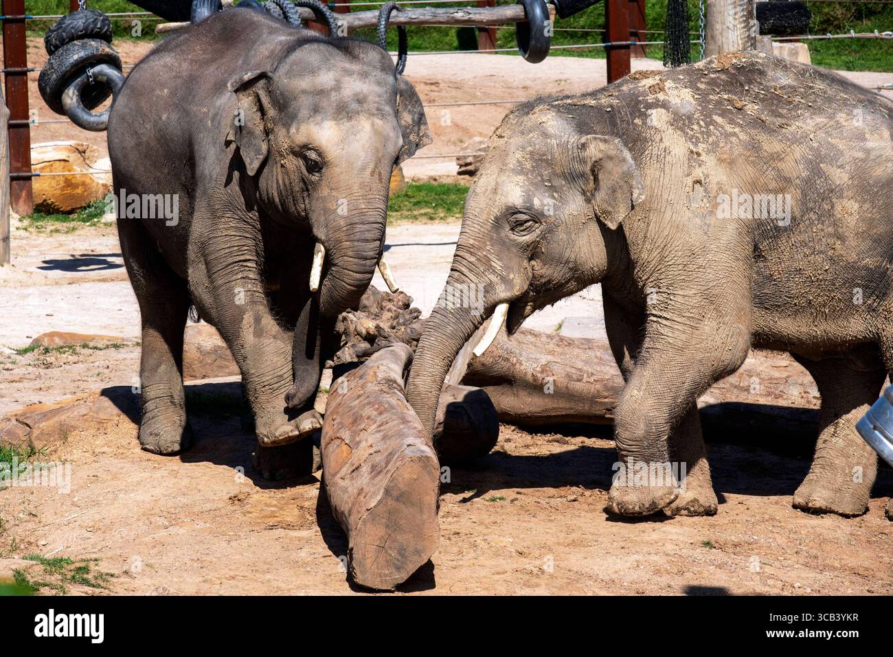 September 18, 2022, Sydney, New South Wales, Australia: A pair of Asian ...