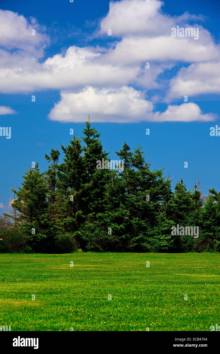 A vertical landscape of a natural scene at Belmont Provincial park in ...