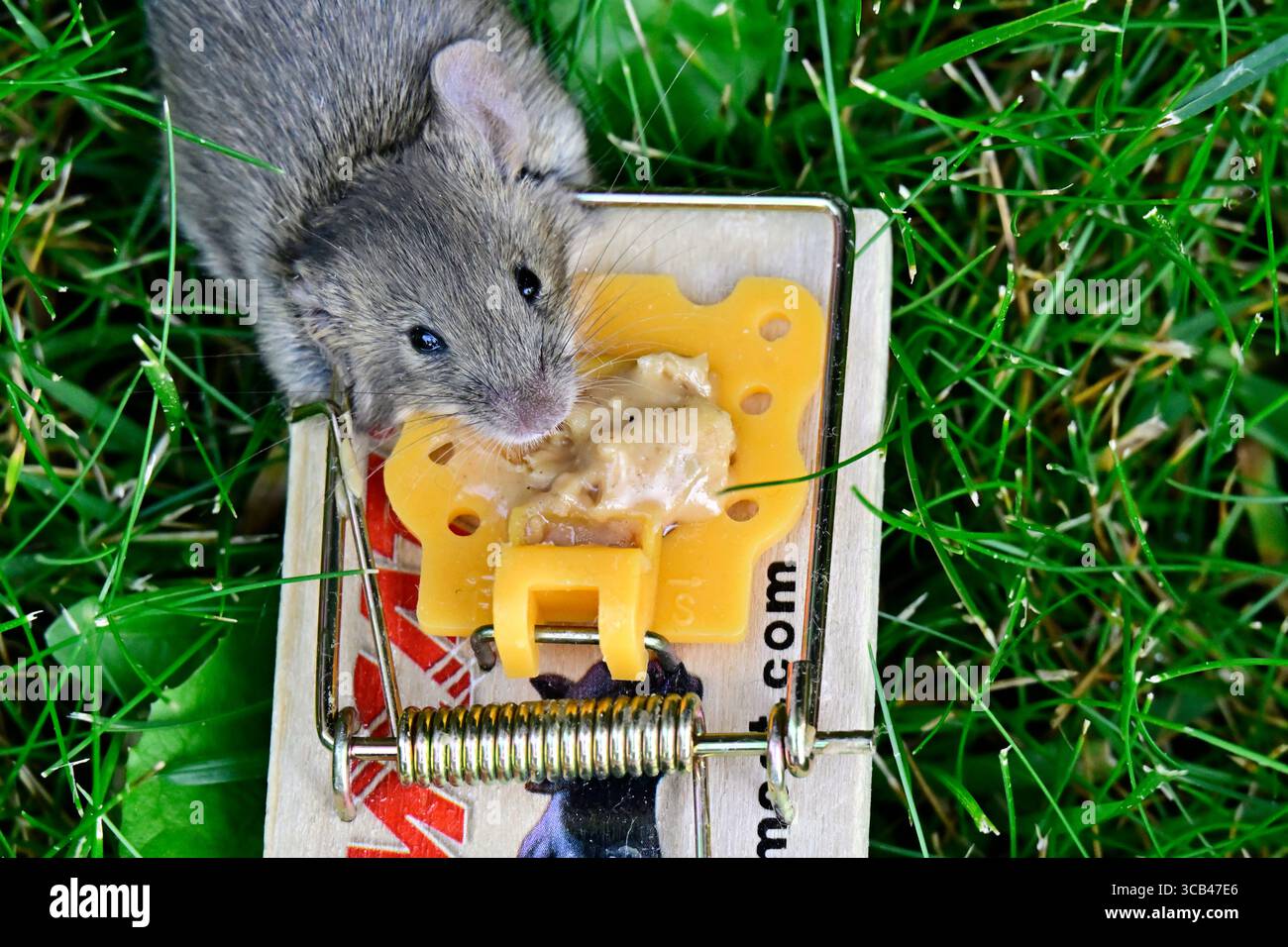 A common house mouse caught in a kill trap Stock Photo - Alamy