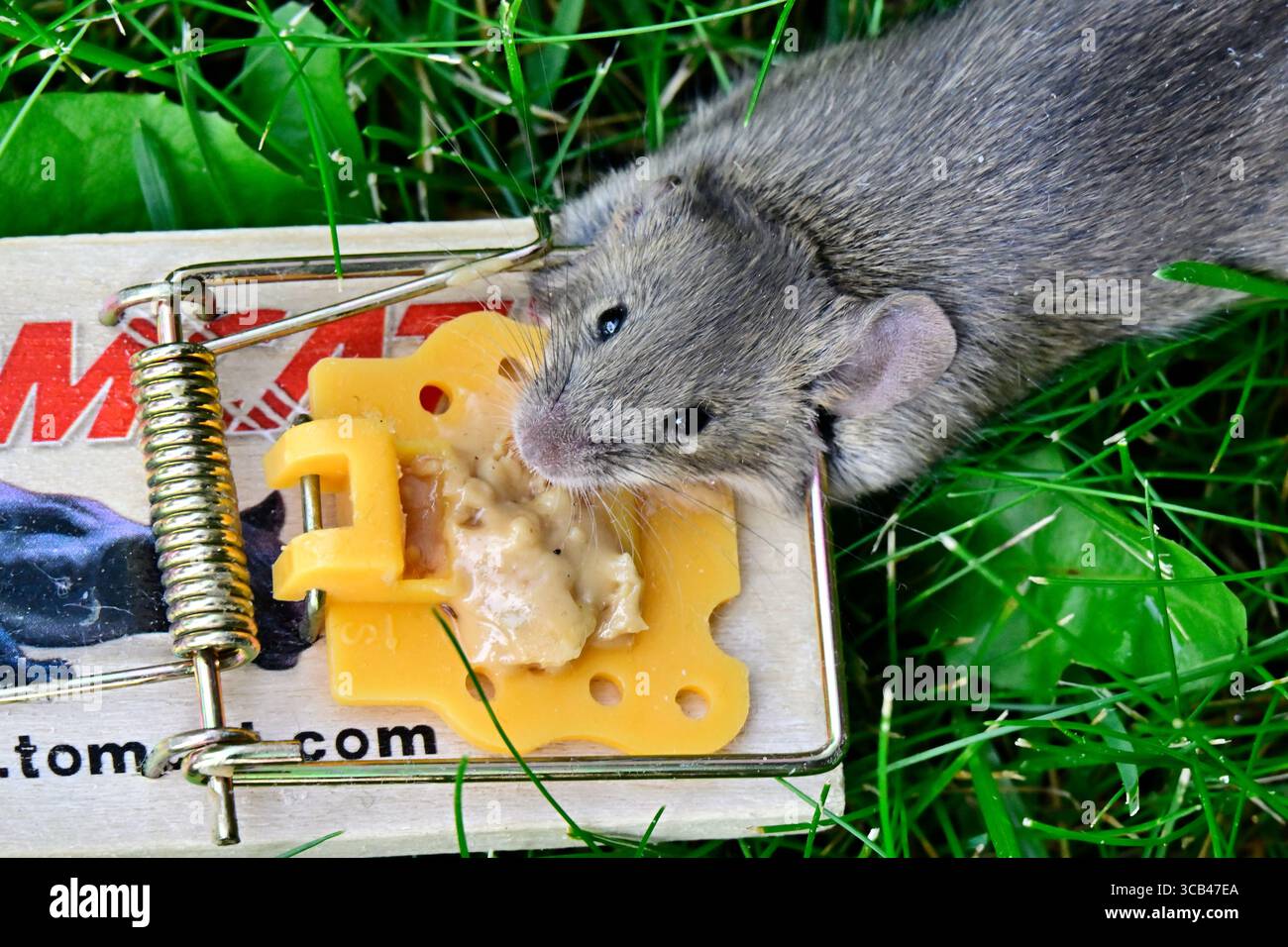 A common house mouse "Mus musculus", caught in a kill trap Stock Photo ...