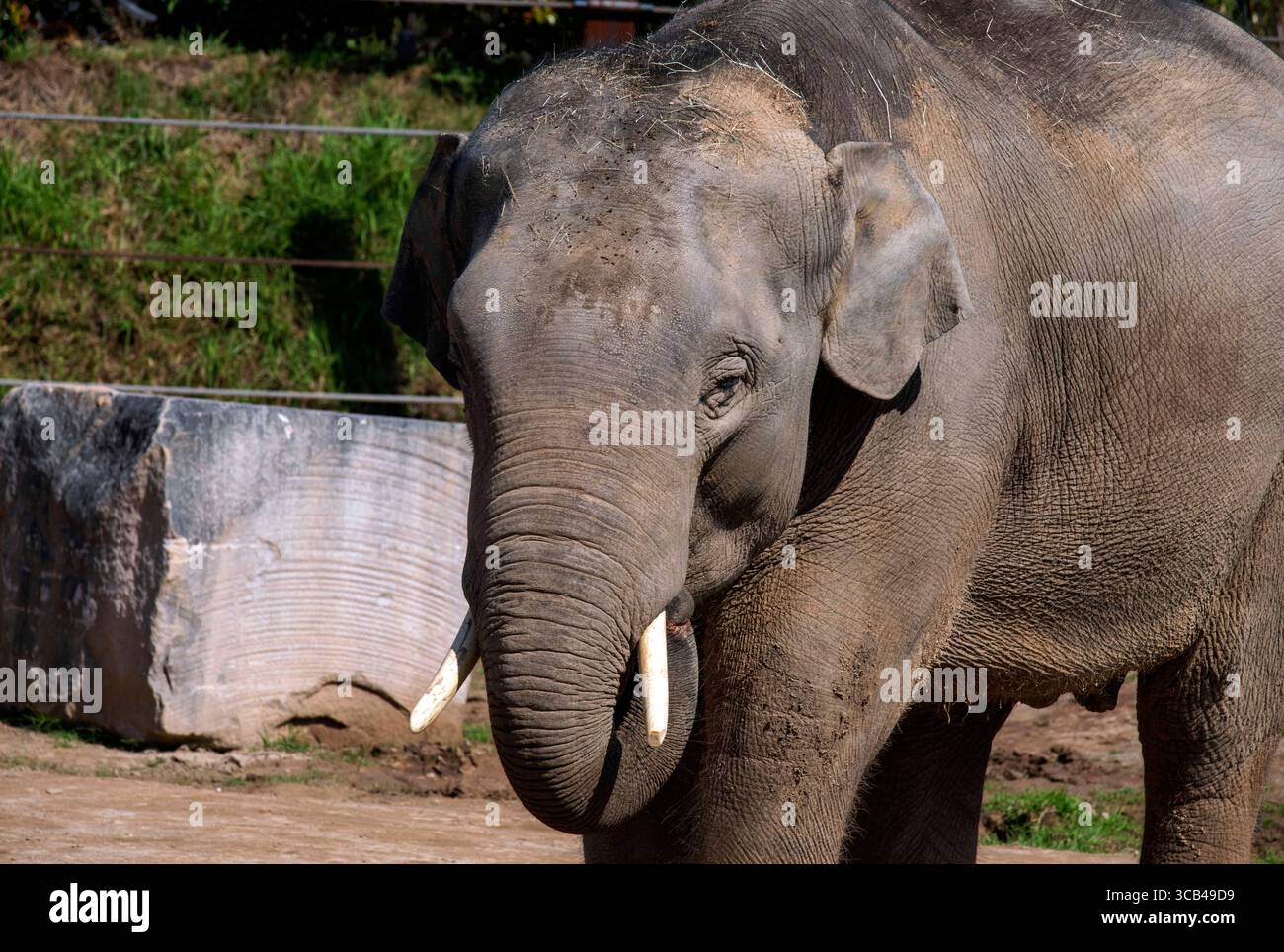 August 28, 2022, Sydney, New South Wales, Australia: Asian Elephant ...