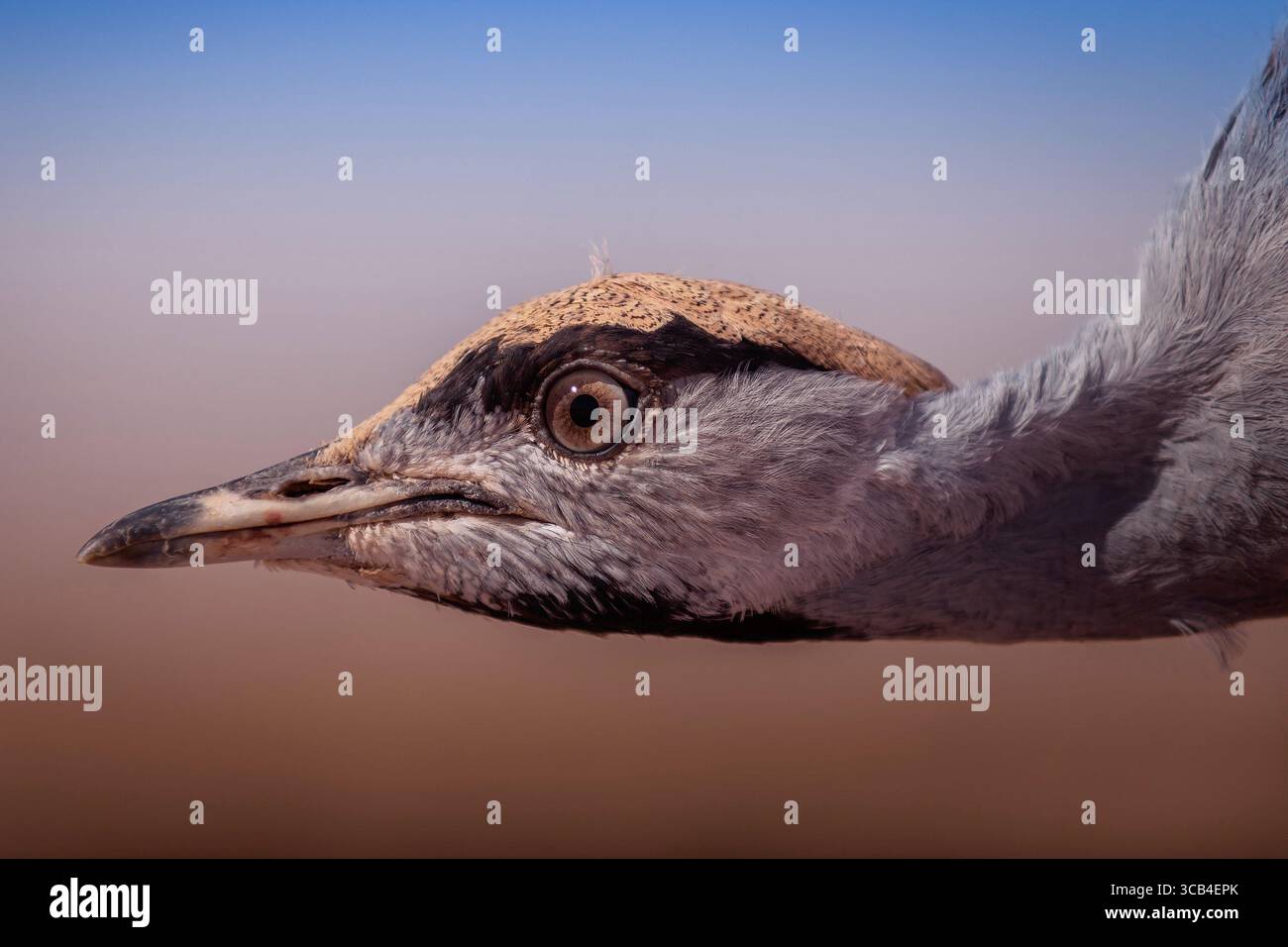 The Asian houbara, also known as MacQueen's bustard, is a large bird in ...