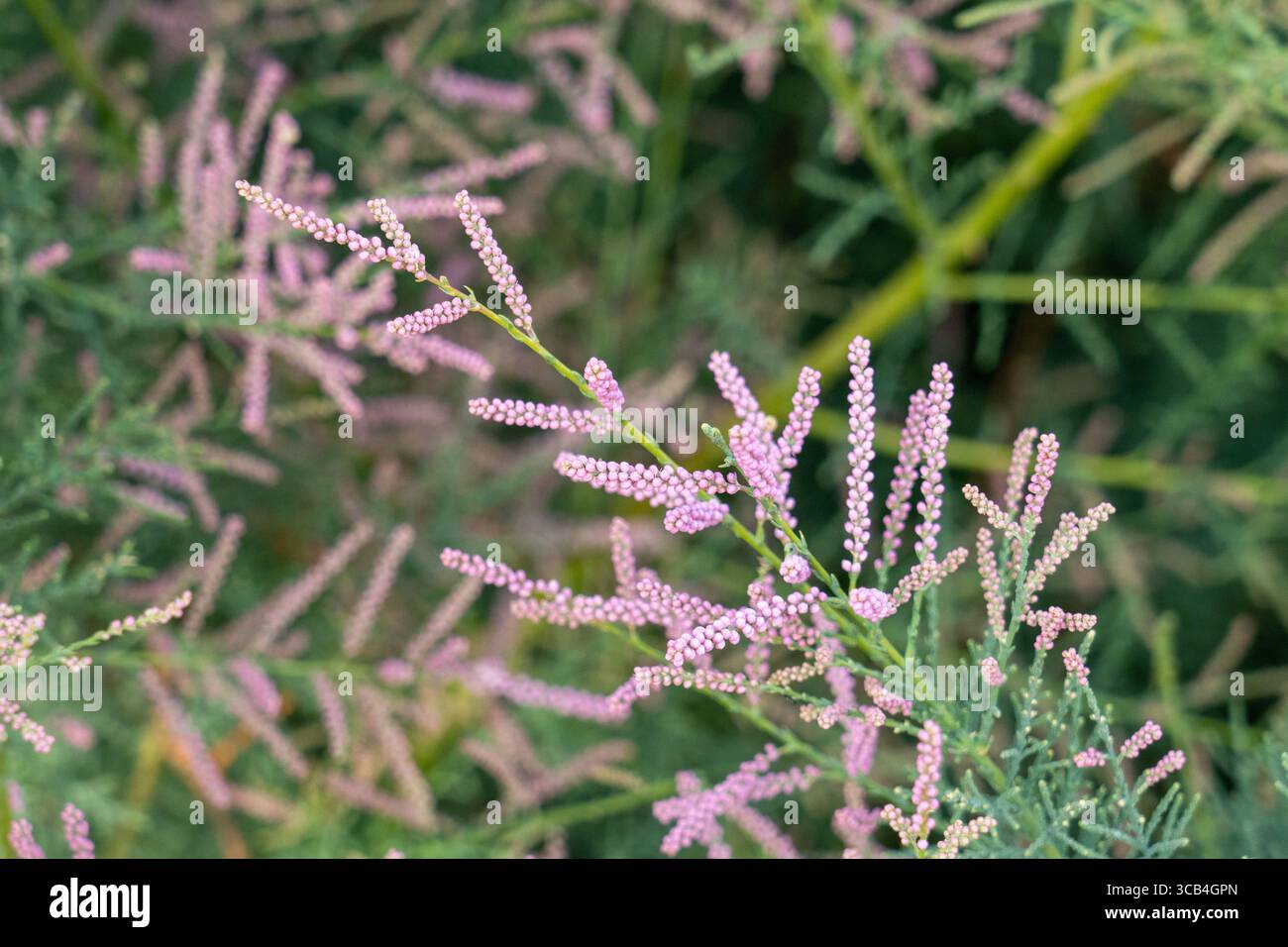 Factory butte recreation area hi-res stock photography and images - Alamy