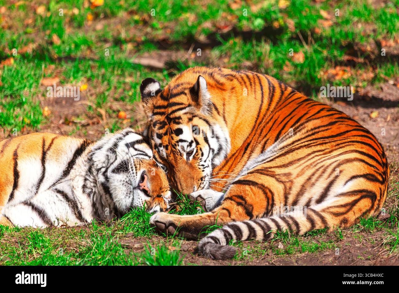 Tiger peacefully resting on grass hi-res stock photography and images ...