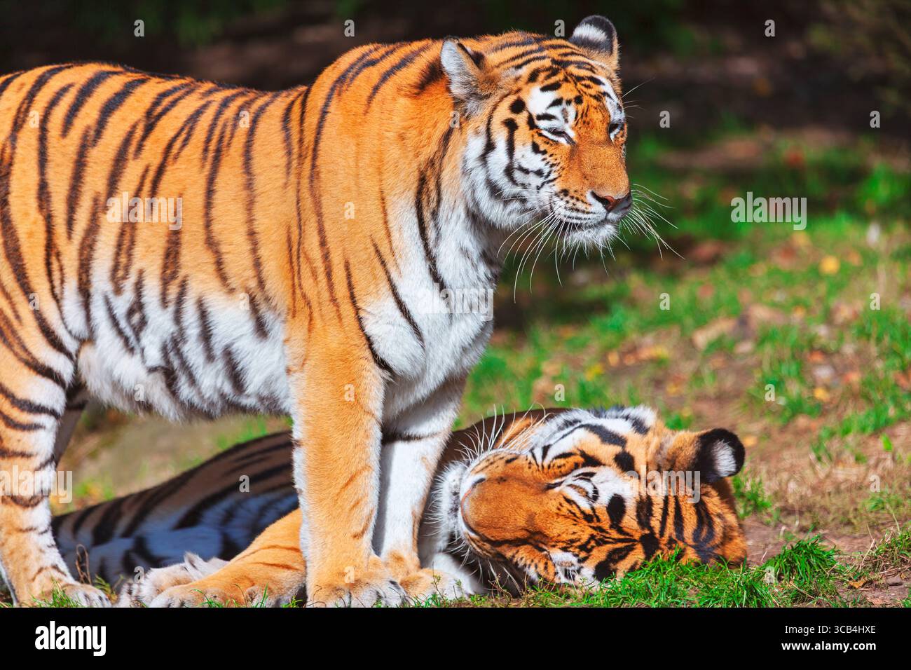 Two Siberian tigers rest in a grassy area, showcasing their striking ...