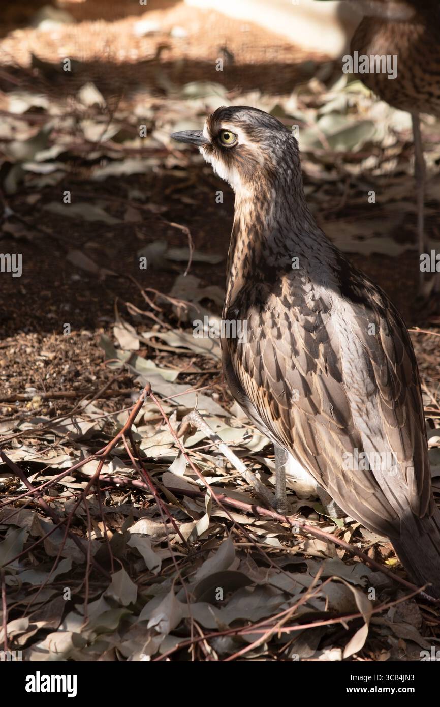 The bush stone curlew has grey-brown feathers with black streaks, a ...