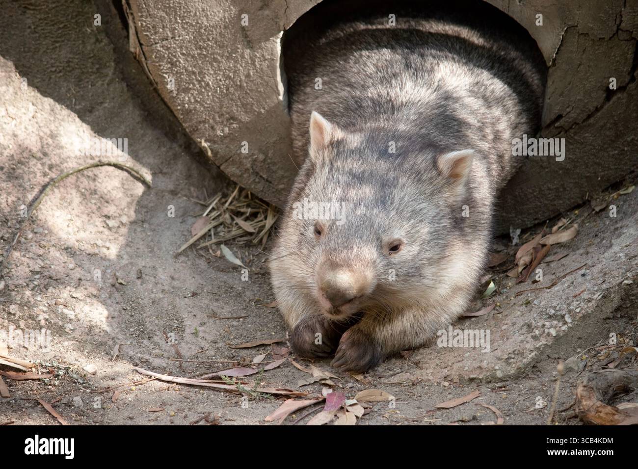 The Common Wombat has a large nose which is shiny black Stock Photo - Alamy