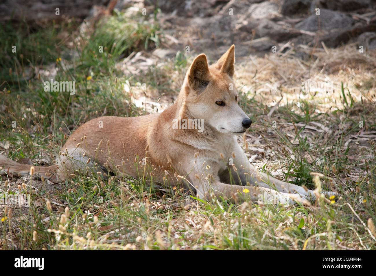 Dingos are a dog-like wolf. Dingos have a long muzzle, erect ears and ...