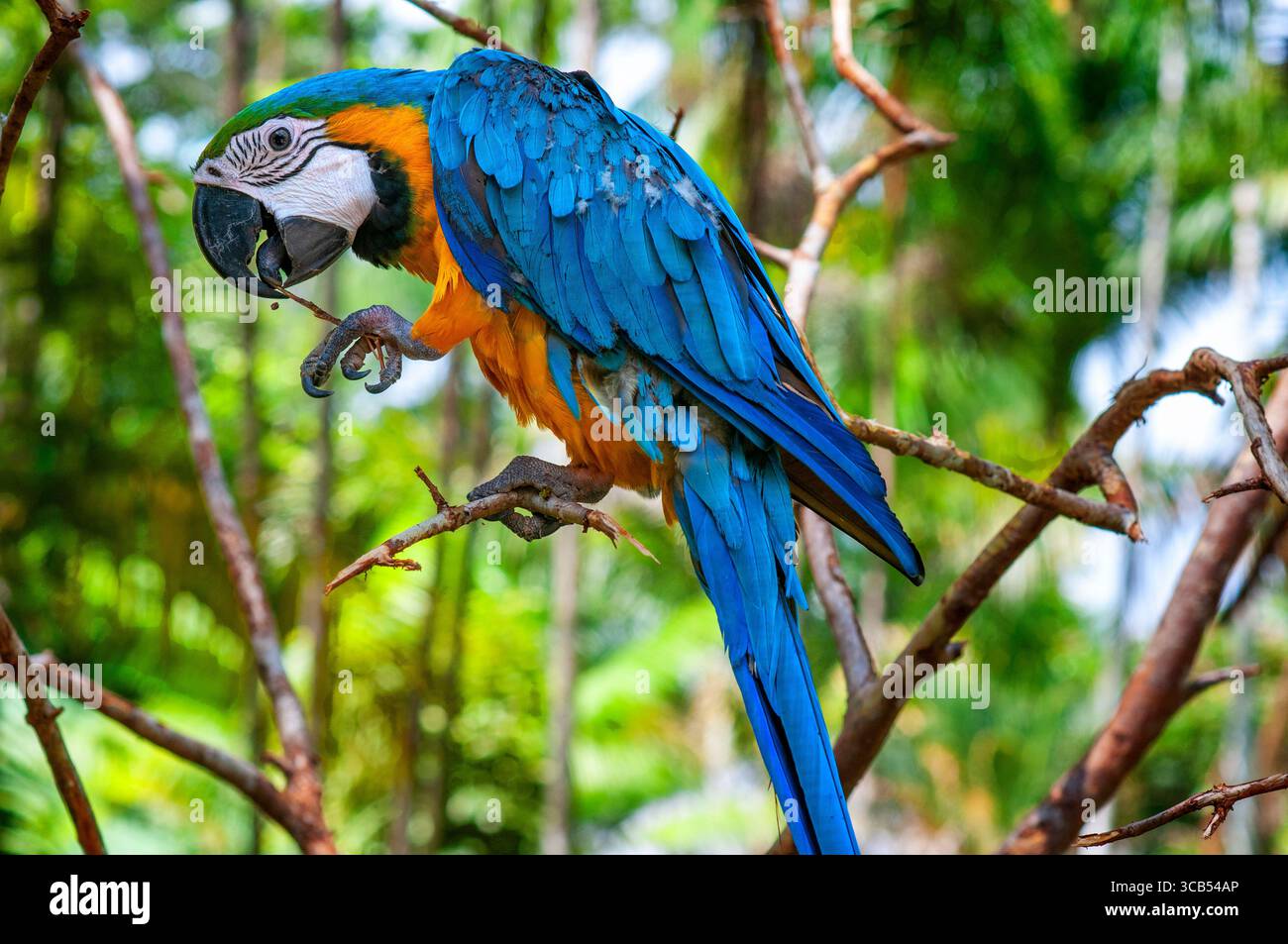 Large group of neotropical parrots hi-res stock photography and images ...